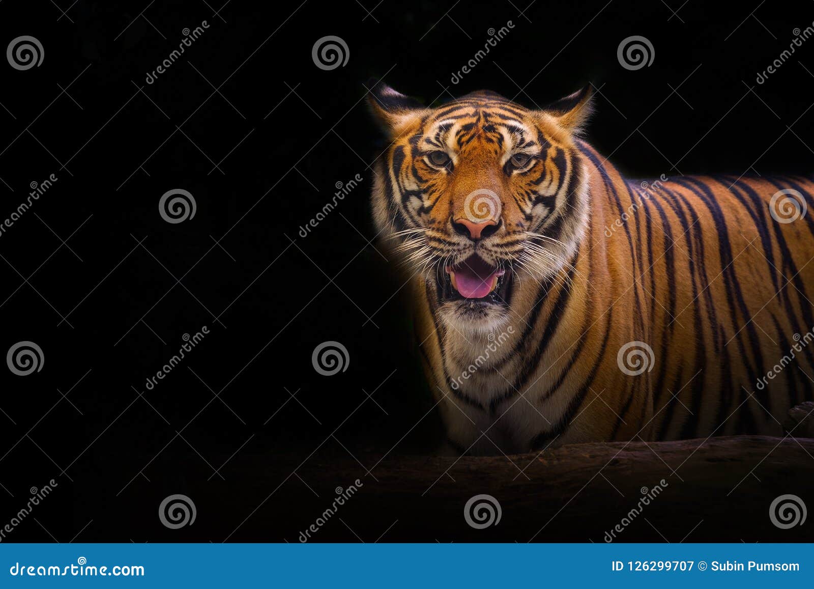 Sumatran Tiger Walking Out of Shadow Stock Image - Image of endangered ...