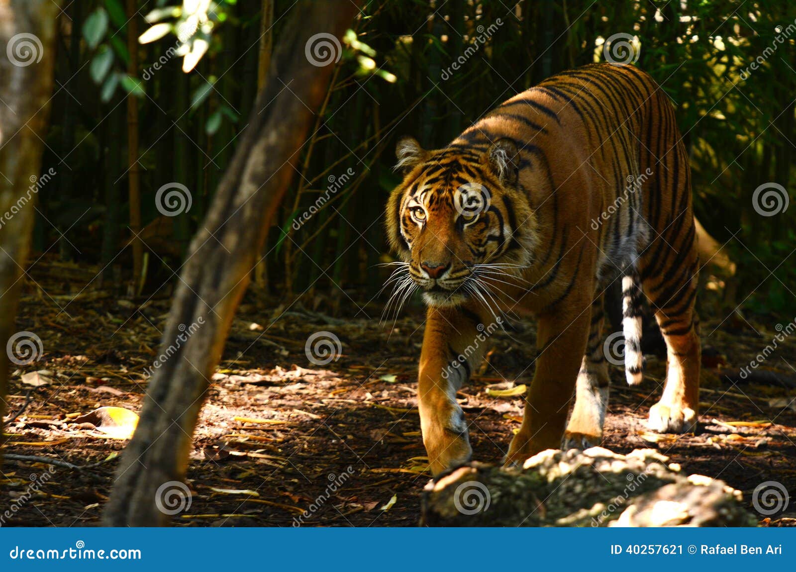 Sumatran Tiger Eating Its Prey Royalty-Free Stock Photography ...