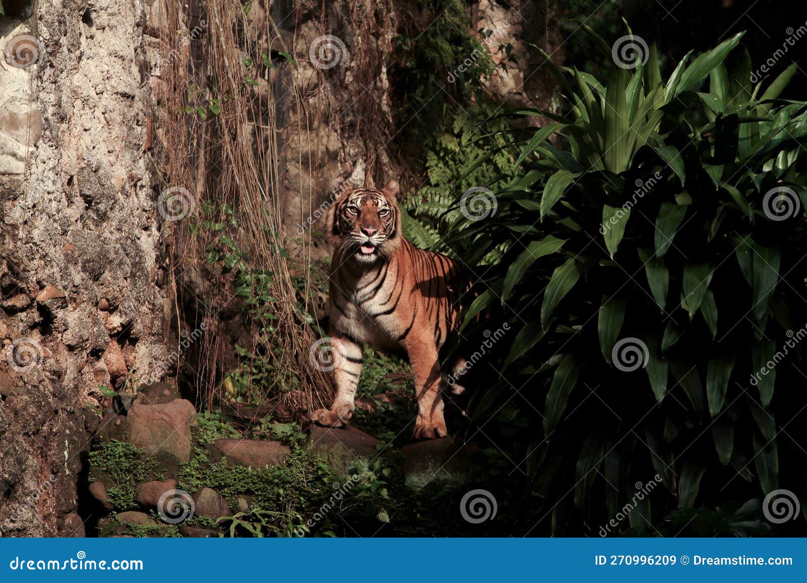 A Sumatran Tiger is Watching from Behind a Tree Stock Image - Image of ...