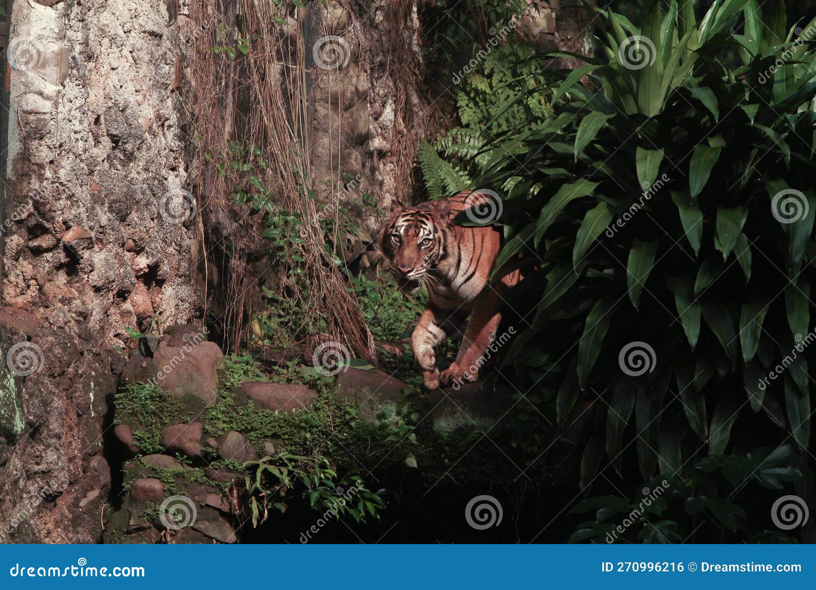 A Sumatran Tiger is Watching from Behind a Tree Stock Photo - Image of ...