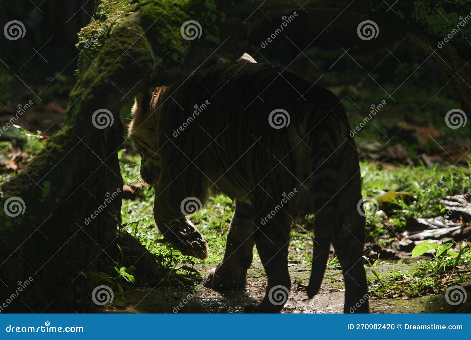 A Sumatran Tiger Who Left the Place Stock Photo - Image of green ...