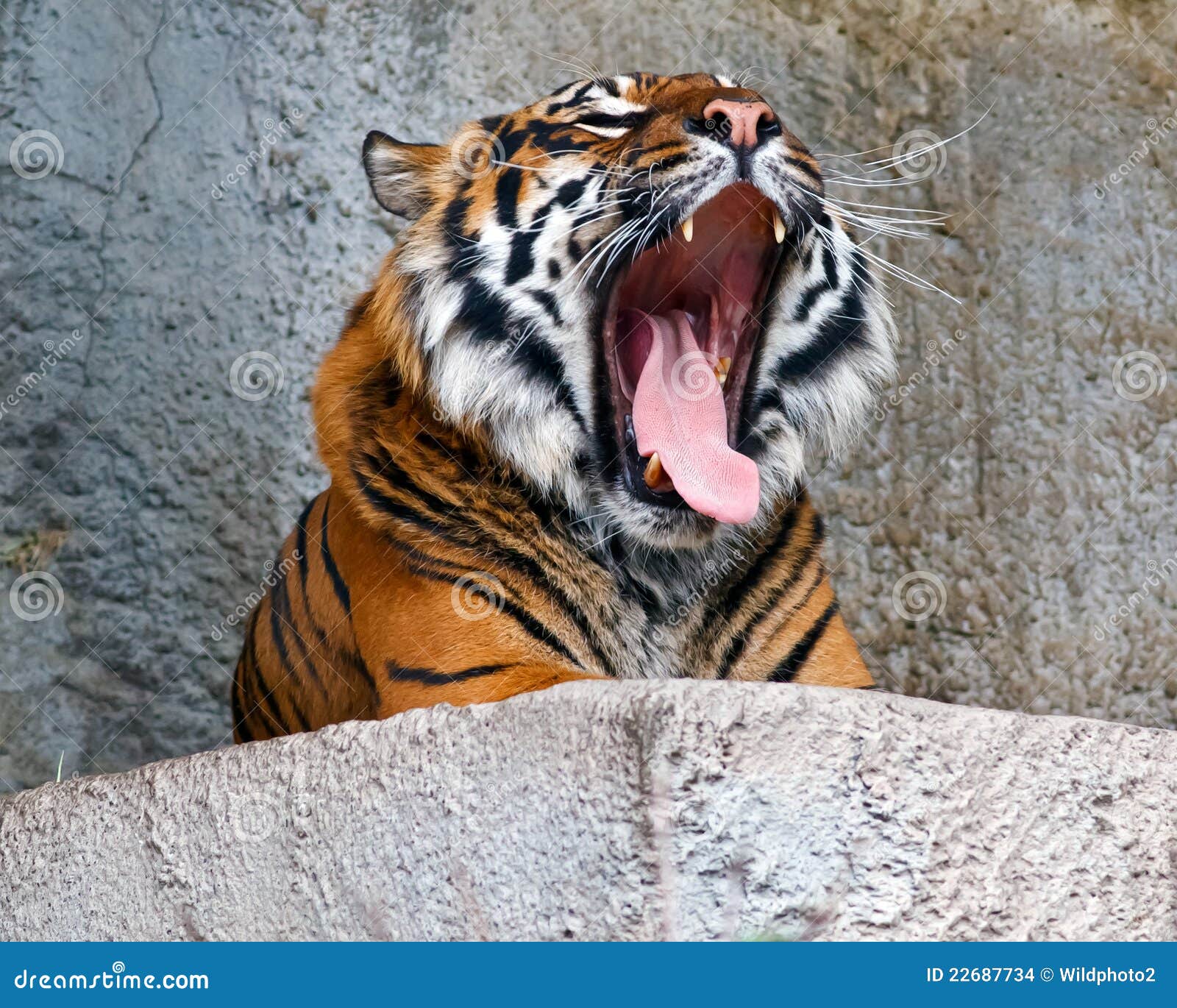 Sumatran Tiger yawning stock photo. Image of mouth, tired - 22687734