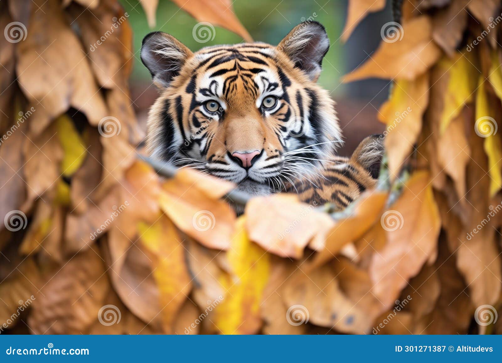 Sumatran Tigers Face Half-hidden Behind Tree Leaves Stock Image - Image ...