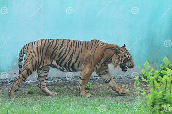 Sumatrantiger stock image. Image of leopard, bored, jungle - 344426411
