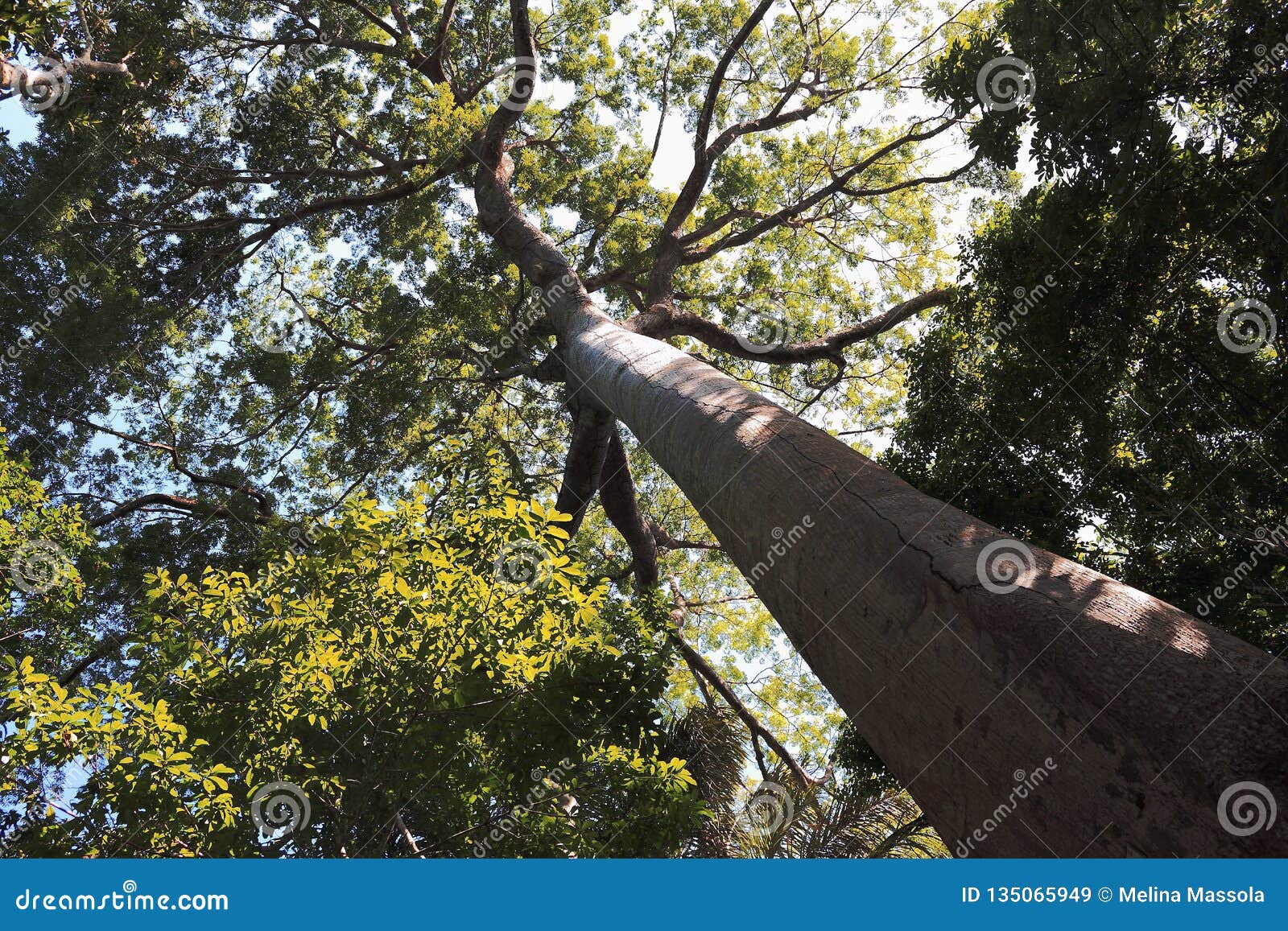 A Sumauma Tree Ceiba Pentandra With More Than 40 Meters Of Height ...