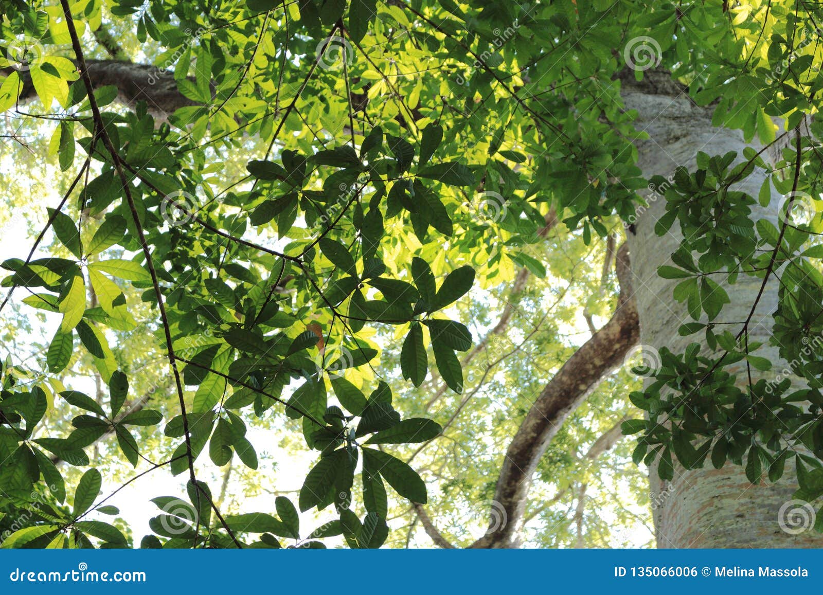 A Sumauma Tree Ceiba Pentandra With More Than 40 Meters Of Height ...
