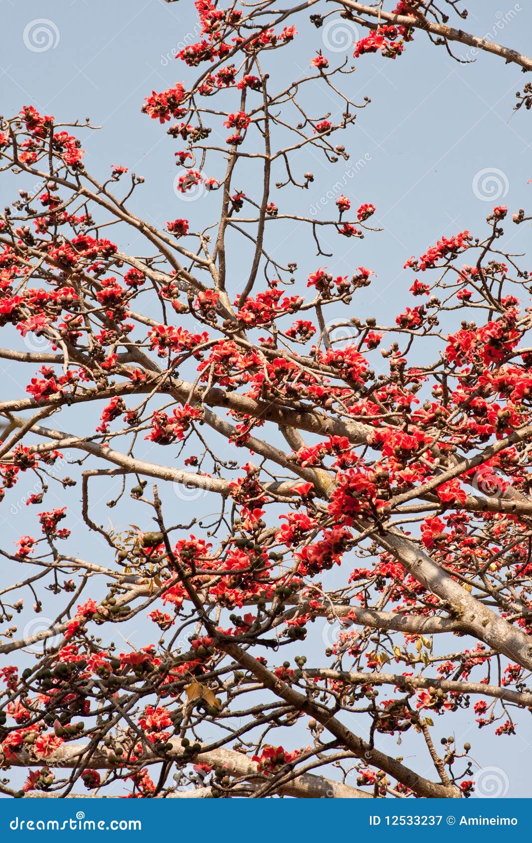 Sumaumeira imagem de stock. Imagem de baposa, tradicional - 12533237