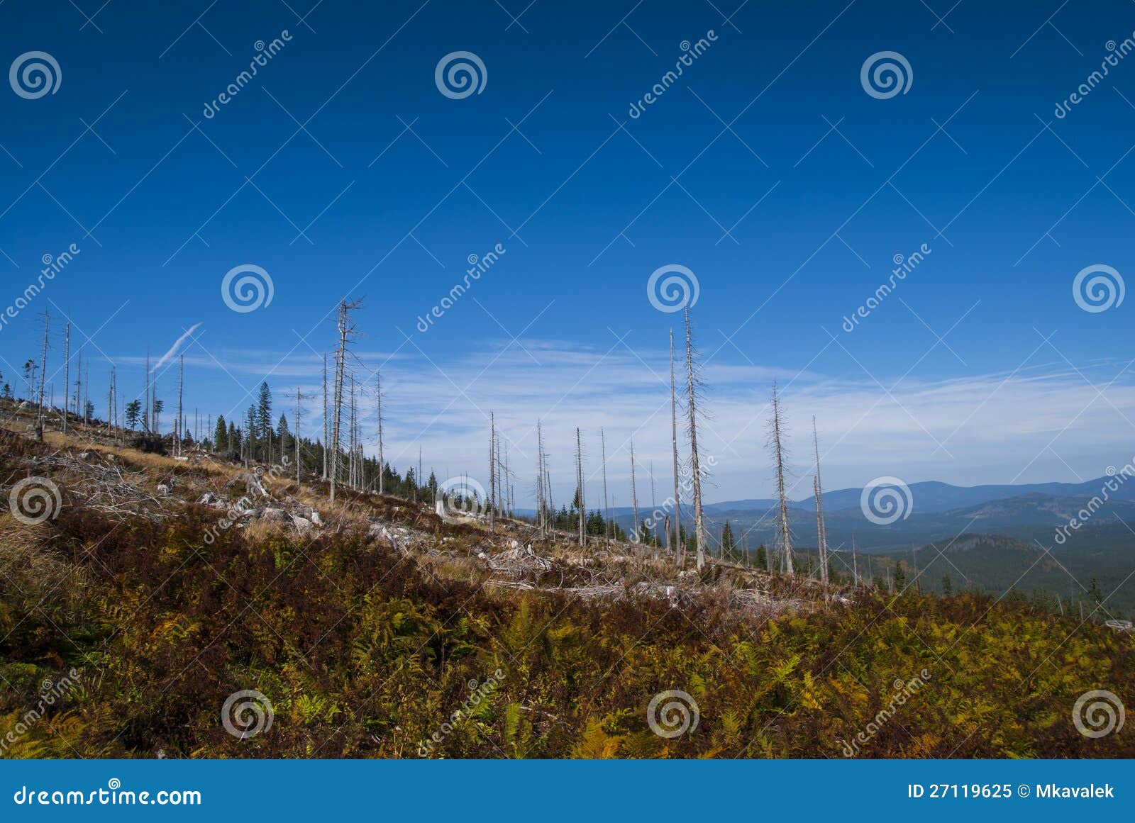 Sumava Mountains stock image. Image of peat, trees, forests - 27119625