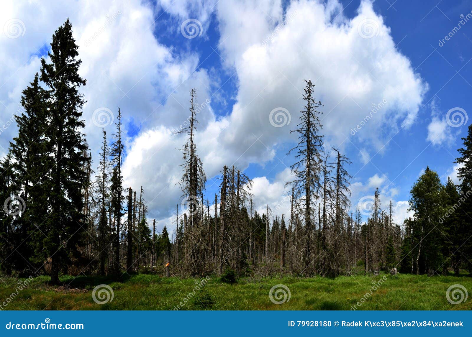Sumava, National Park, Czech Republic Stock Photo - Image of sumava ...