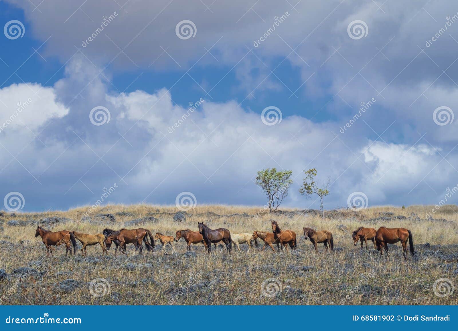 Sumba Horses, Indonesia stock photo. Image of glacier - 68581902