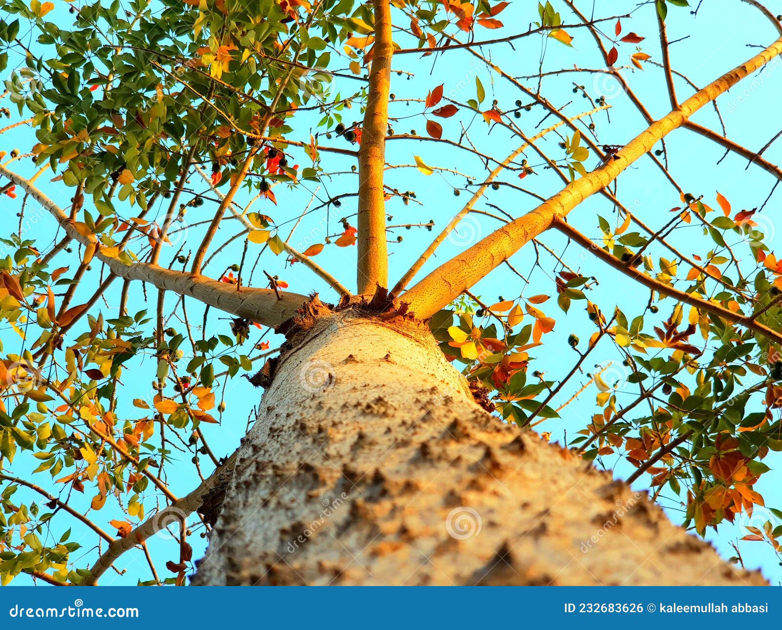 Sumbul Tree Stock Photos - Free & Royalty-Free Stock Photos from Dreamstime