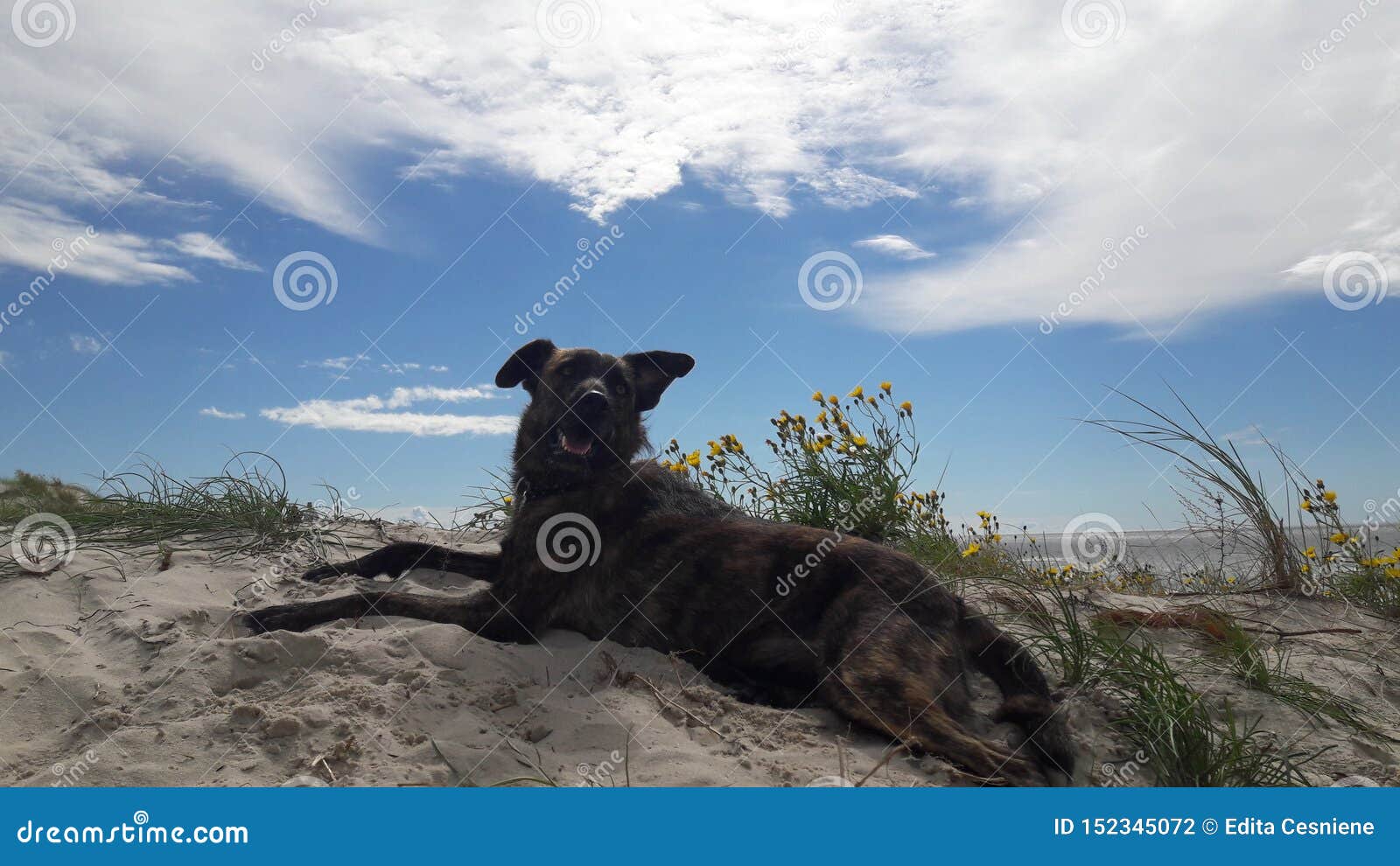 Summer dog holiday stock photo. Image of sand, holiday - 152345072