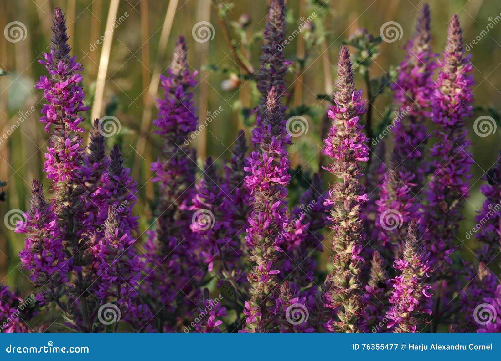 Sumer flowers stock image. Image of fragrance, peace - 76355477