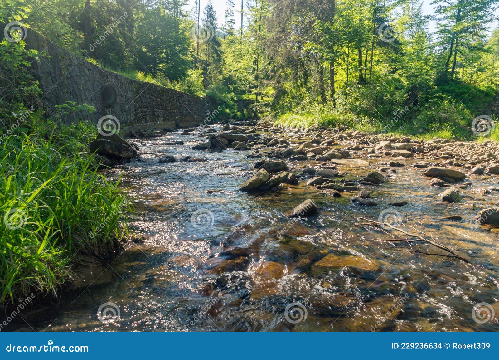 Sumer View on Czarna Wiselka Creek between Trees. Source Creek of the ...