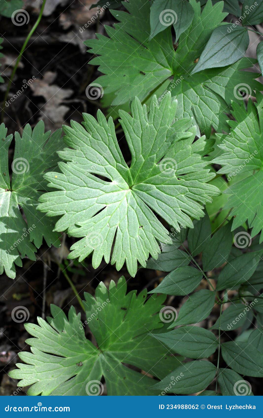 In Summer, Aconite Aconitum Grows in the Forest Stock Photo - Image of ...