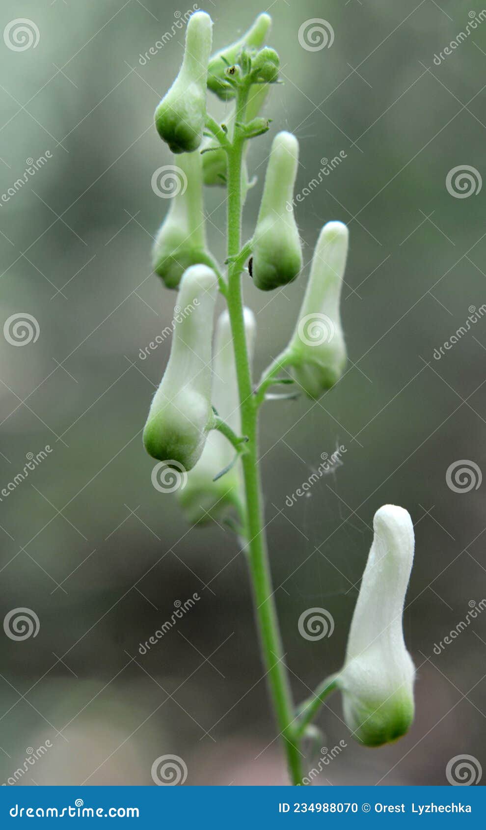 In Summer, Aconite Aconitum Grows in the Forest Stock Photo - Image of ...