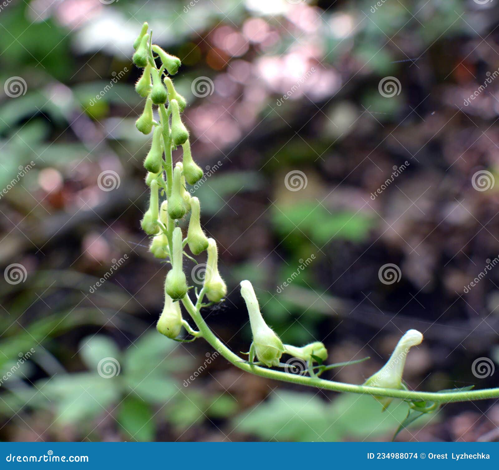 In Summer, Aconite Aconitum Grows in the Forest Stock Photo - Image of ...
