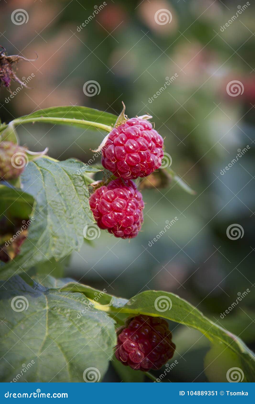 In the Summer on Raspberry Bush Ripe Berries. Stock Image - Image of ...