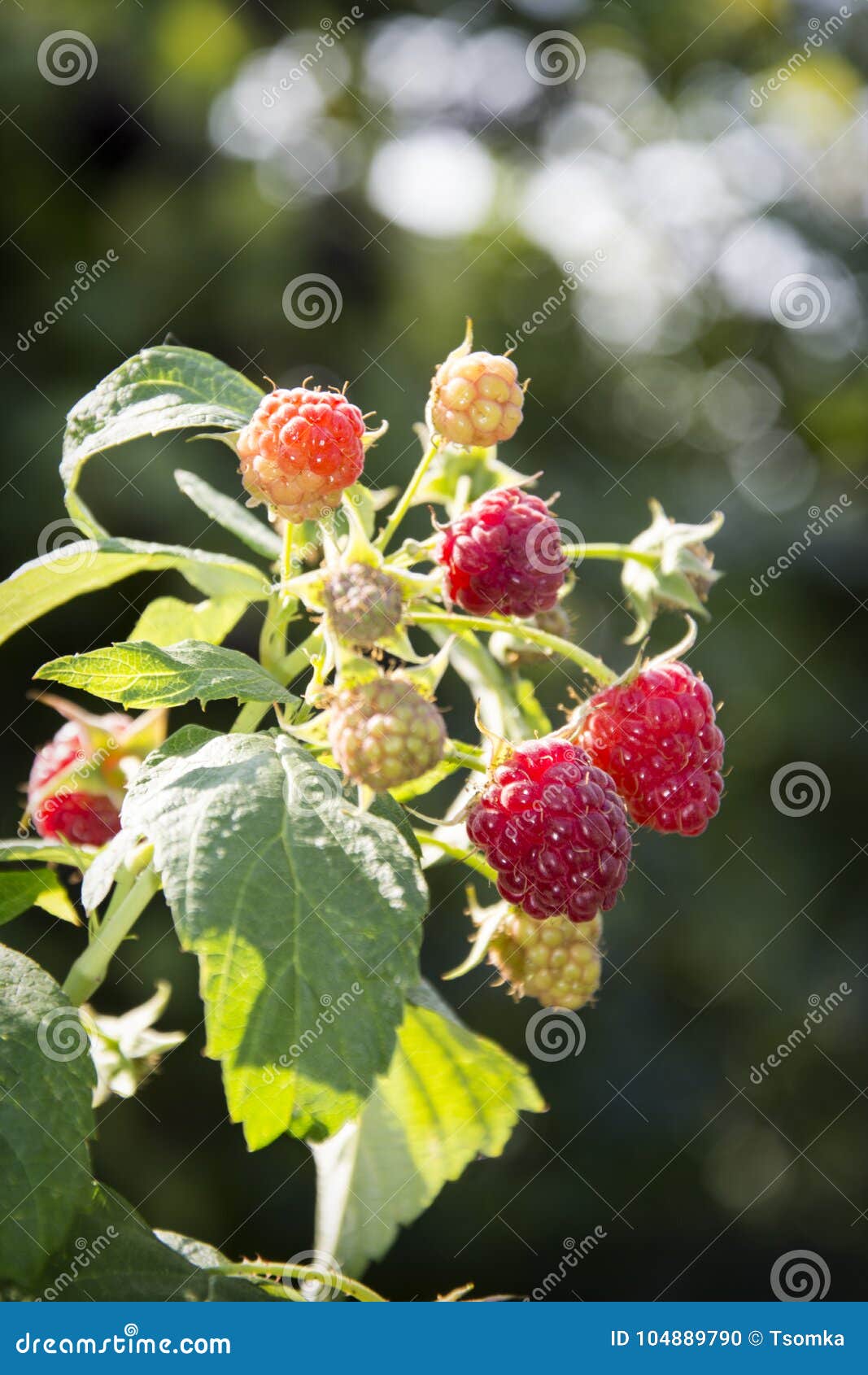 In the Summer on Raspberry Bush Ripe Berries. Stock Photo - Image of ...
