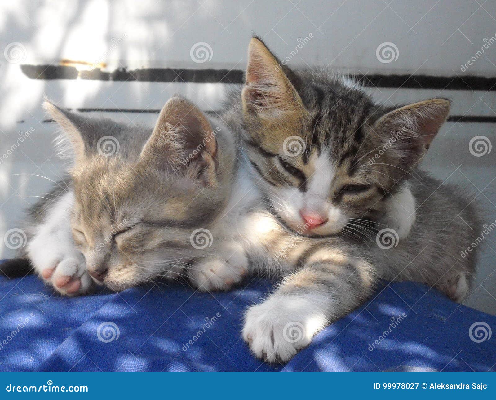 Two tabby kittens stock image. Image of resting, stripe - 99978027