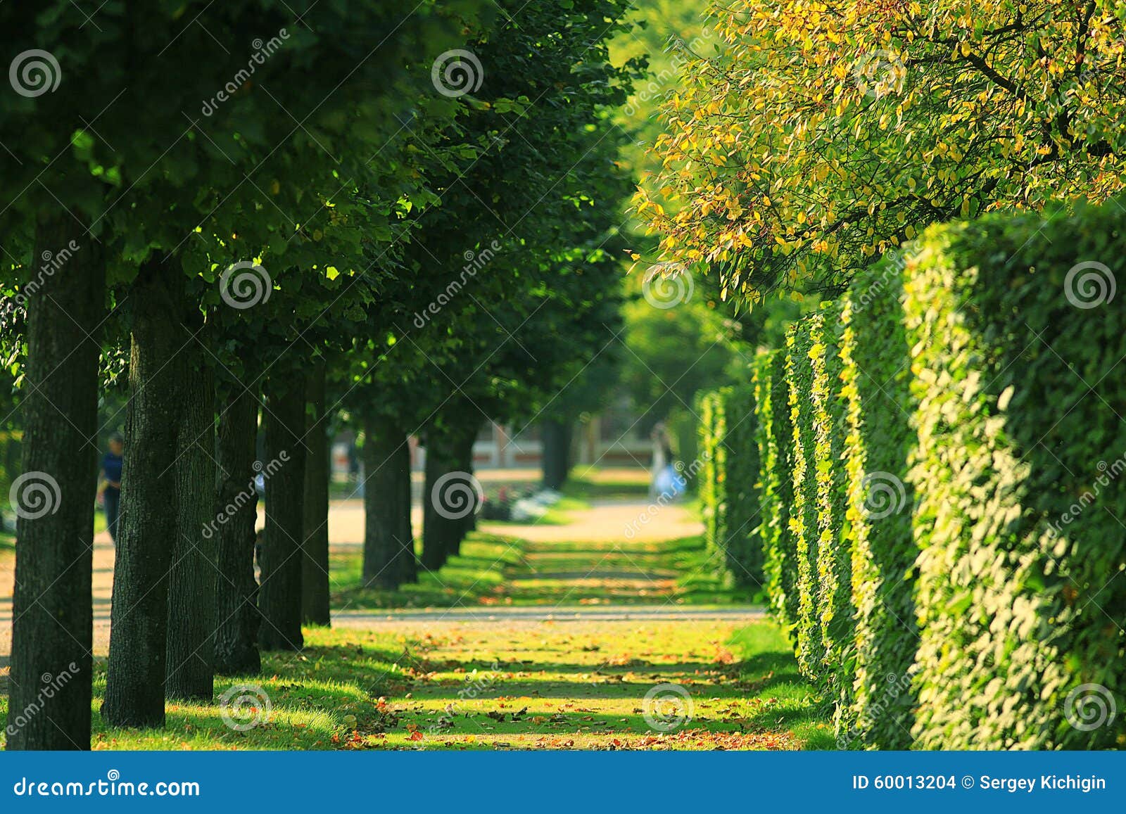 Summer alley in the park stock photo. Image of nature - 60013204