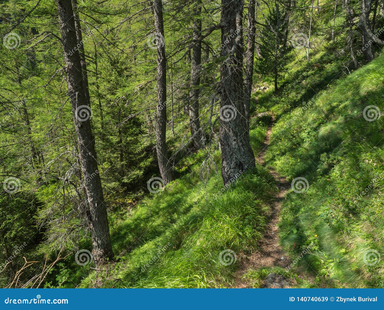 Summer Alpine Forest with Old Larch Trees and Trail Path Stock Image ...