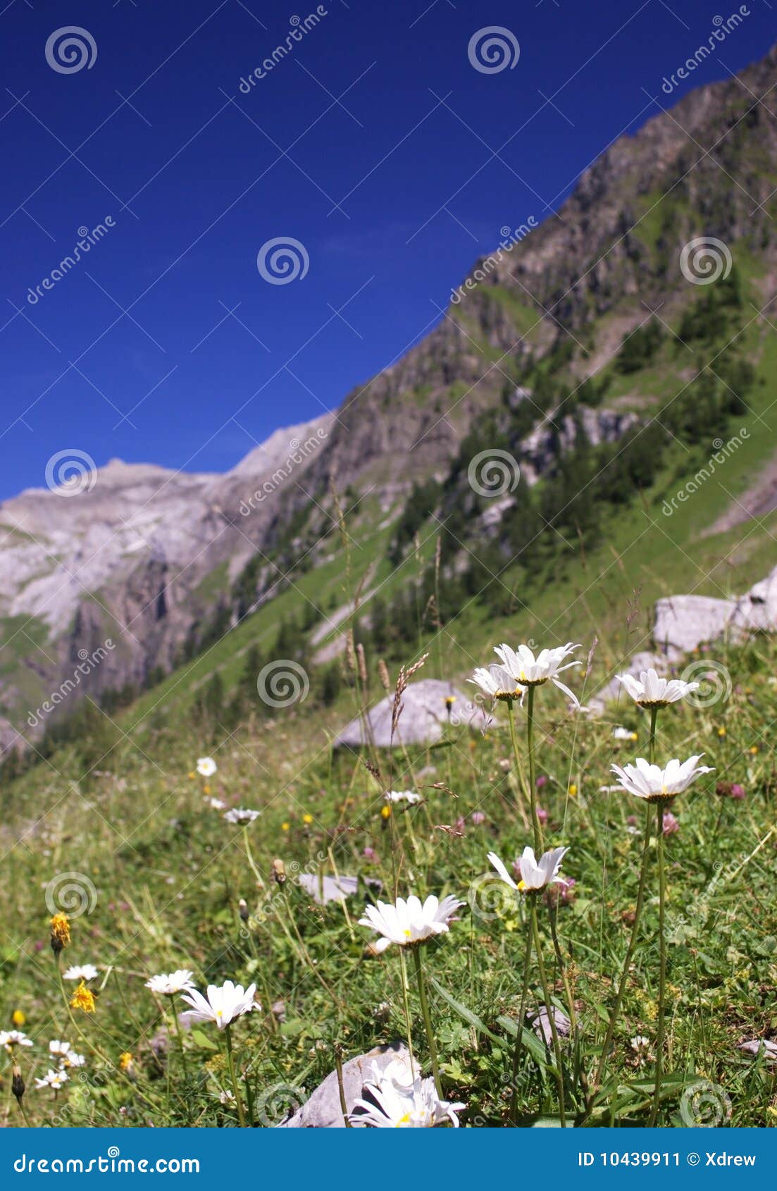 Summer Alpine Mountain Landscape Stock Image - Image of green, range ...