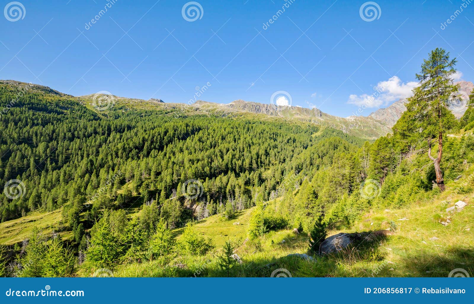 Summer alpine panorama stock image. Image of field, pine - 206856817