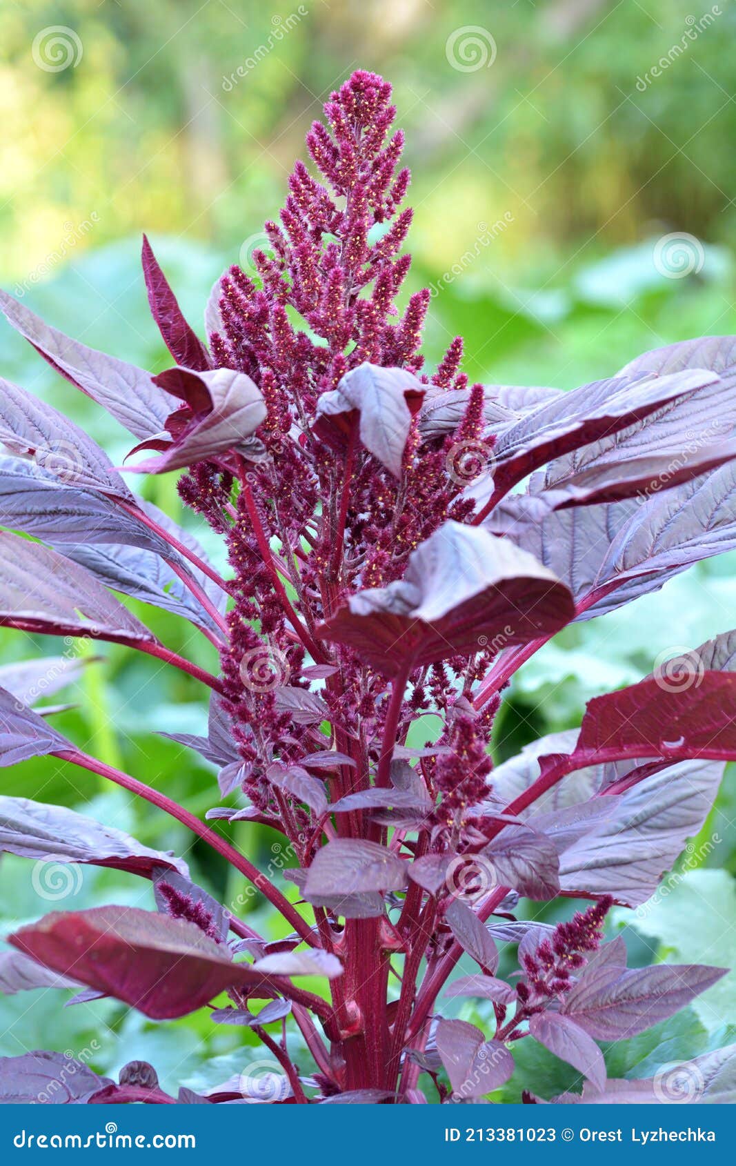 Summer flowering amaranth stock image. Image of crop - 213381023