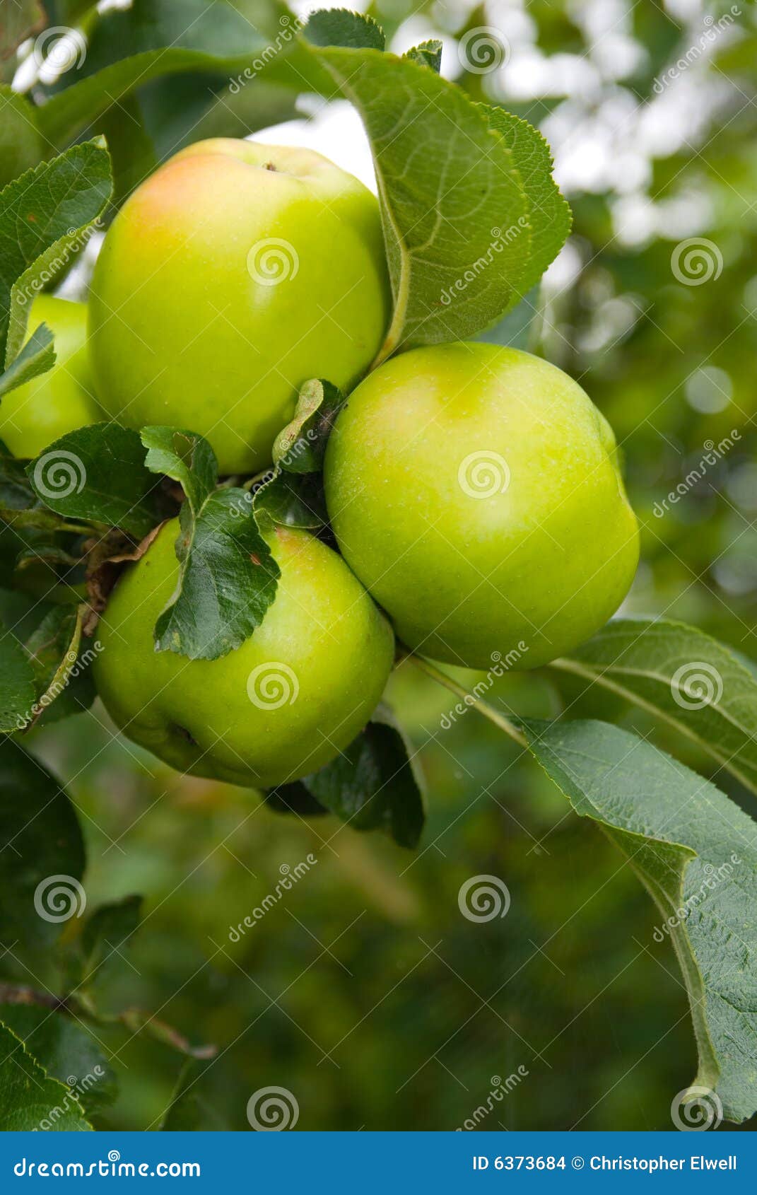 Summer Apples stock photo. Image of fruit, growing, orchard - 6373684