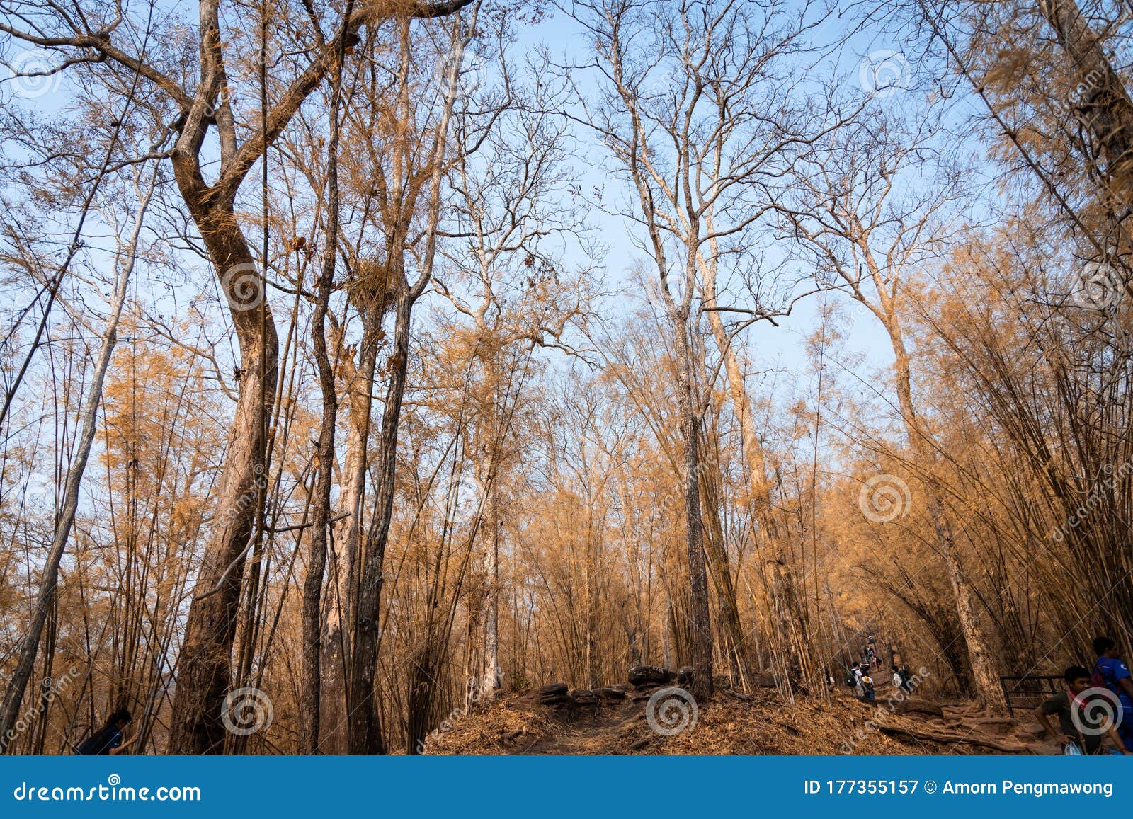 Summer arid forest stock image. Image of landscape, forest - 177355157