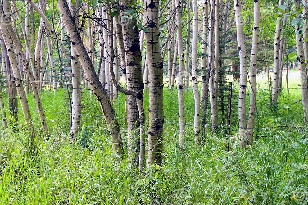 Summer Aspen Stand stock image. Image of grass, wood - 13250601