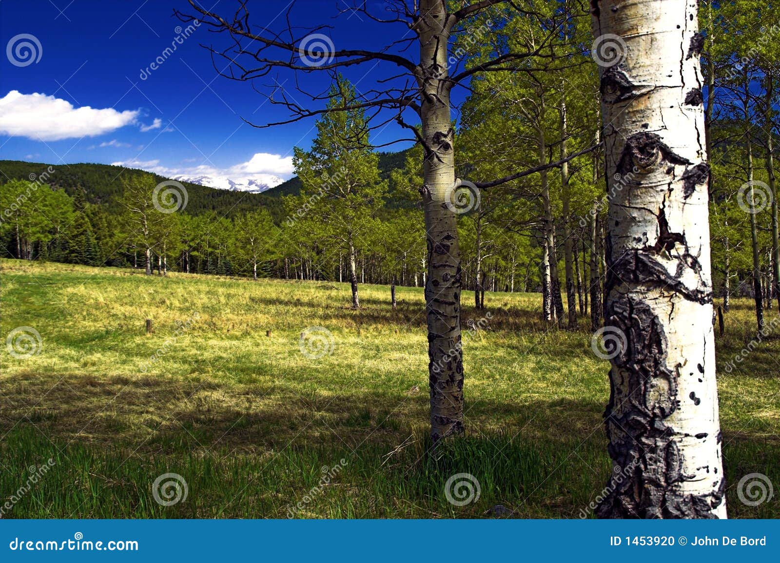 Summer Aspen Trees in Colorado Stock Photo - Image of autumn, colorful ...