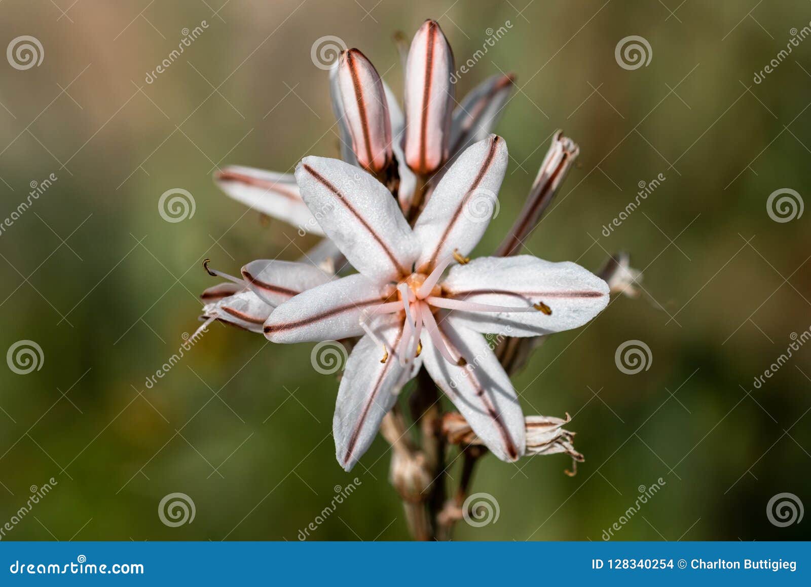 Summer Asphodel Flower Close Up Stock Photo - Image of botanical ...