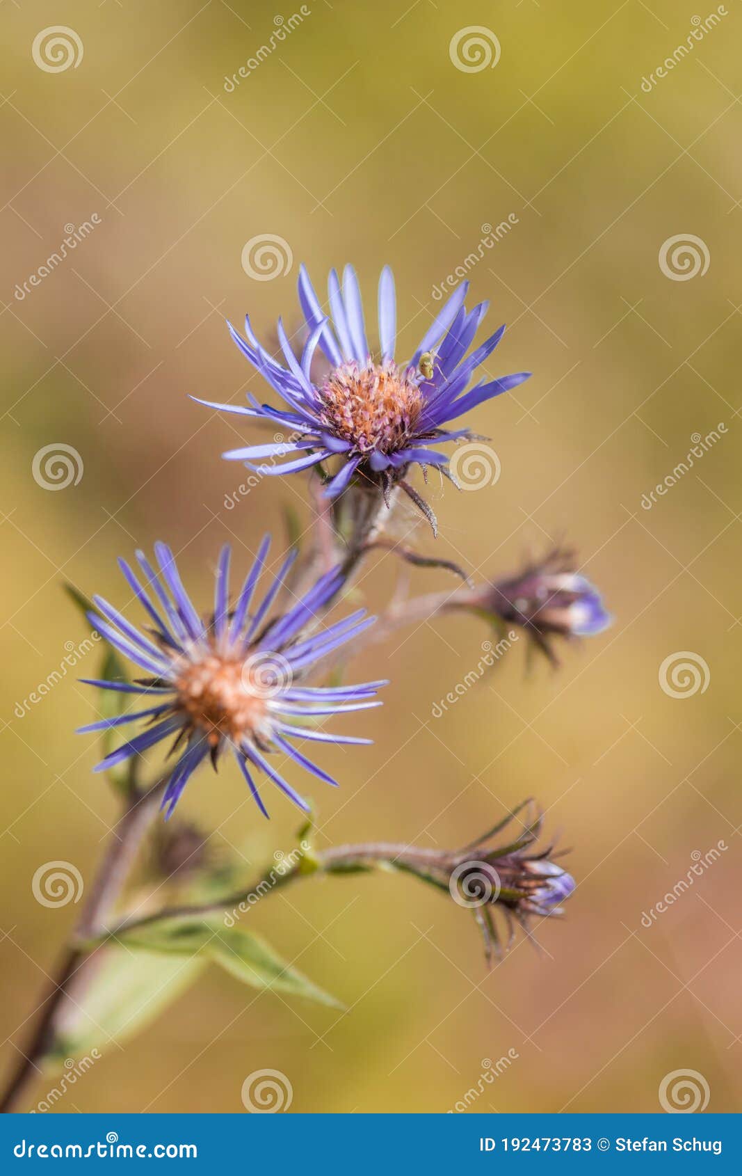 Summer Aster in August stock image. Image of flower - 192473783