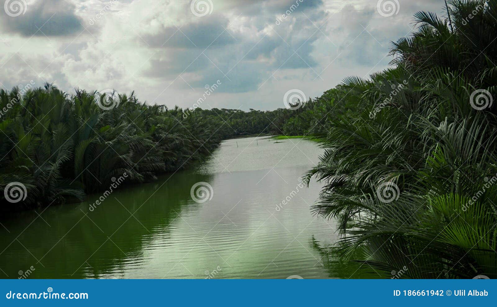 Phine tree nature stock photo. Image of climate, natural - 186661942