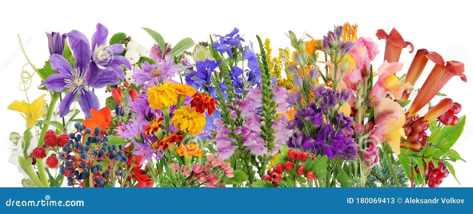 37,157 August Flower Stock Photos - Free & Royalty-Free Stock Photos ...