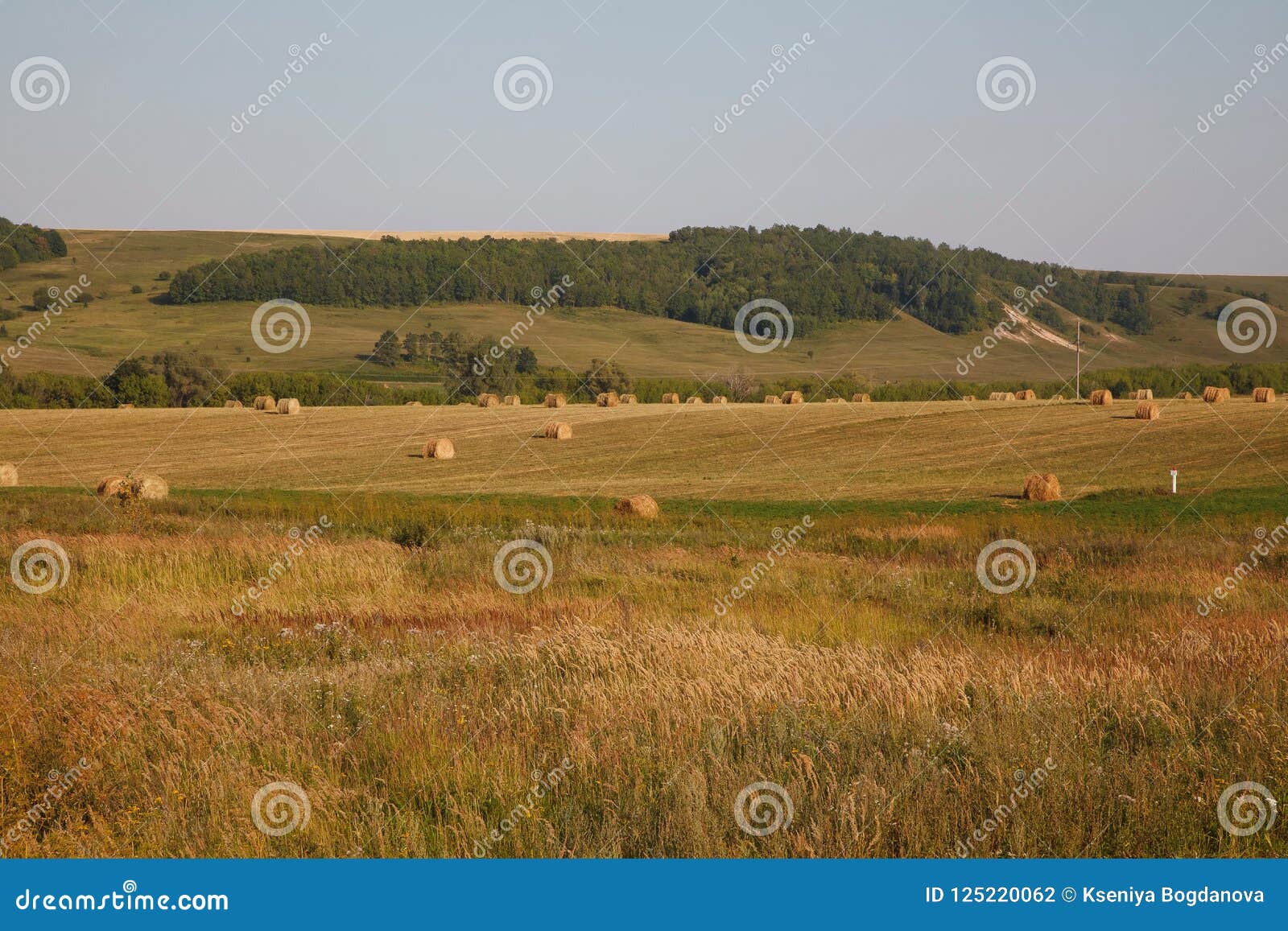 Summer or Autumn Haystacks on the Field Stock Photo - Image of ...