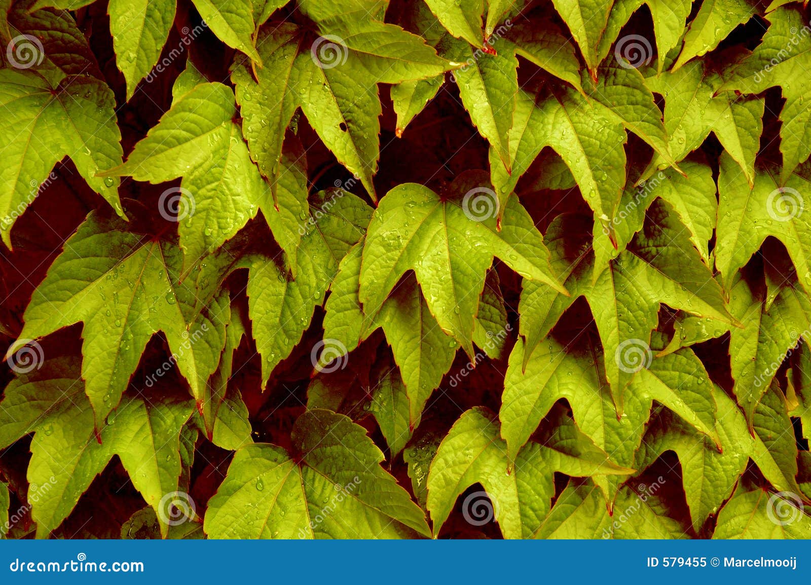 Summer or Autumn Leaves? stock image. Image of raindrops - 579455