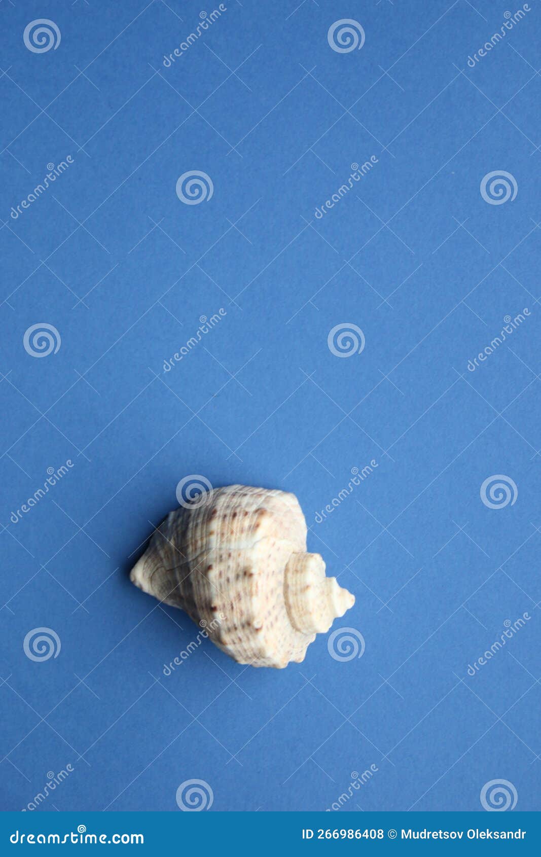 Shell on a Blue Background. Beach Concept Stock Photo - Image of travel ...