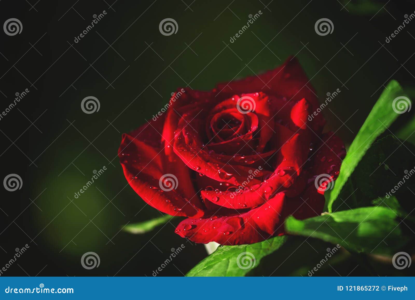 Summer Background with Beautiful Red Rose, Blurred Image, Select Stock ...