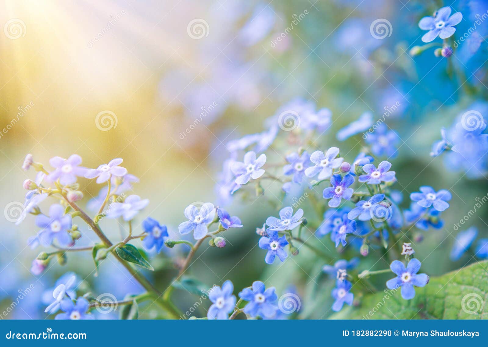 Summer Background with Blue Flowers Forget Me Nots and the Sun Stock ...
