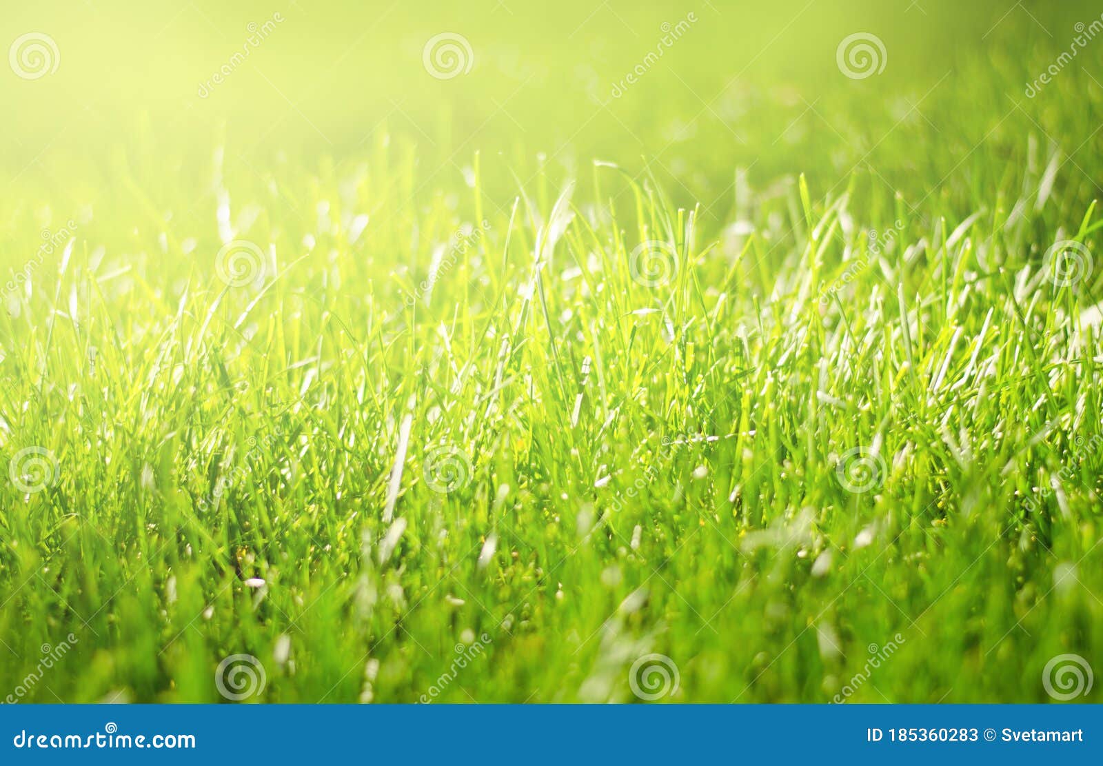 Summer Background with Green Grass Stock Image - Image of green ...
