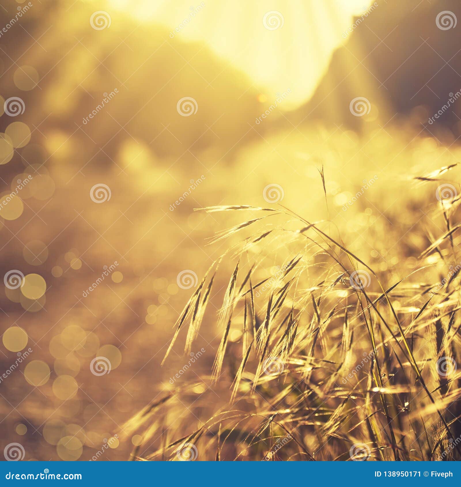 Summer Background, Landscape at Sunset, Grass in Backlight, Blurred ...