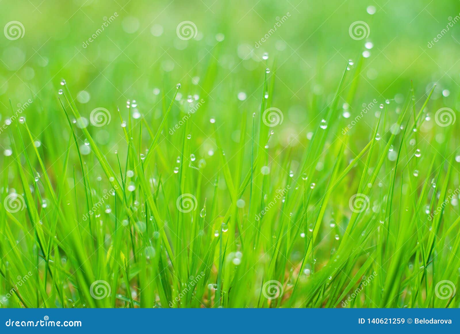 Summer Background - Nature Background - Green Grass Stock Image - Image ...