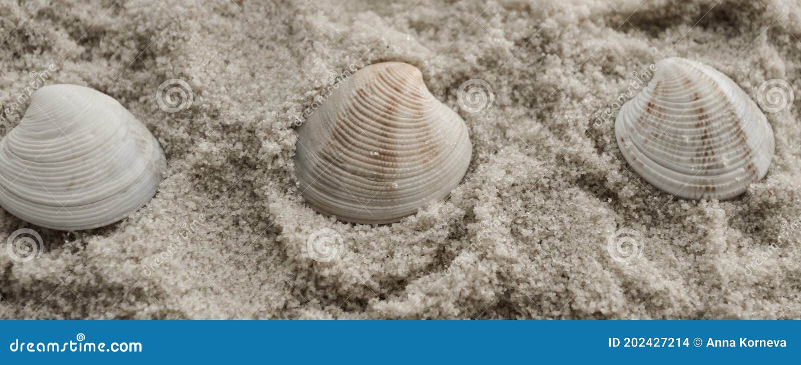 Summer Background Three Seashells on the Beach. Stock Photo - Image of ...