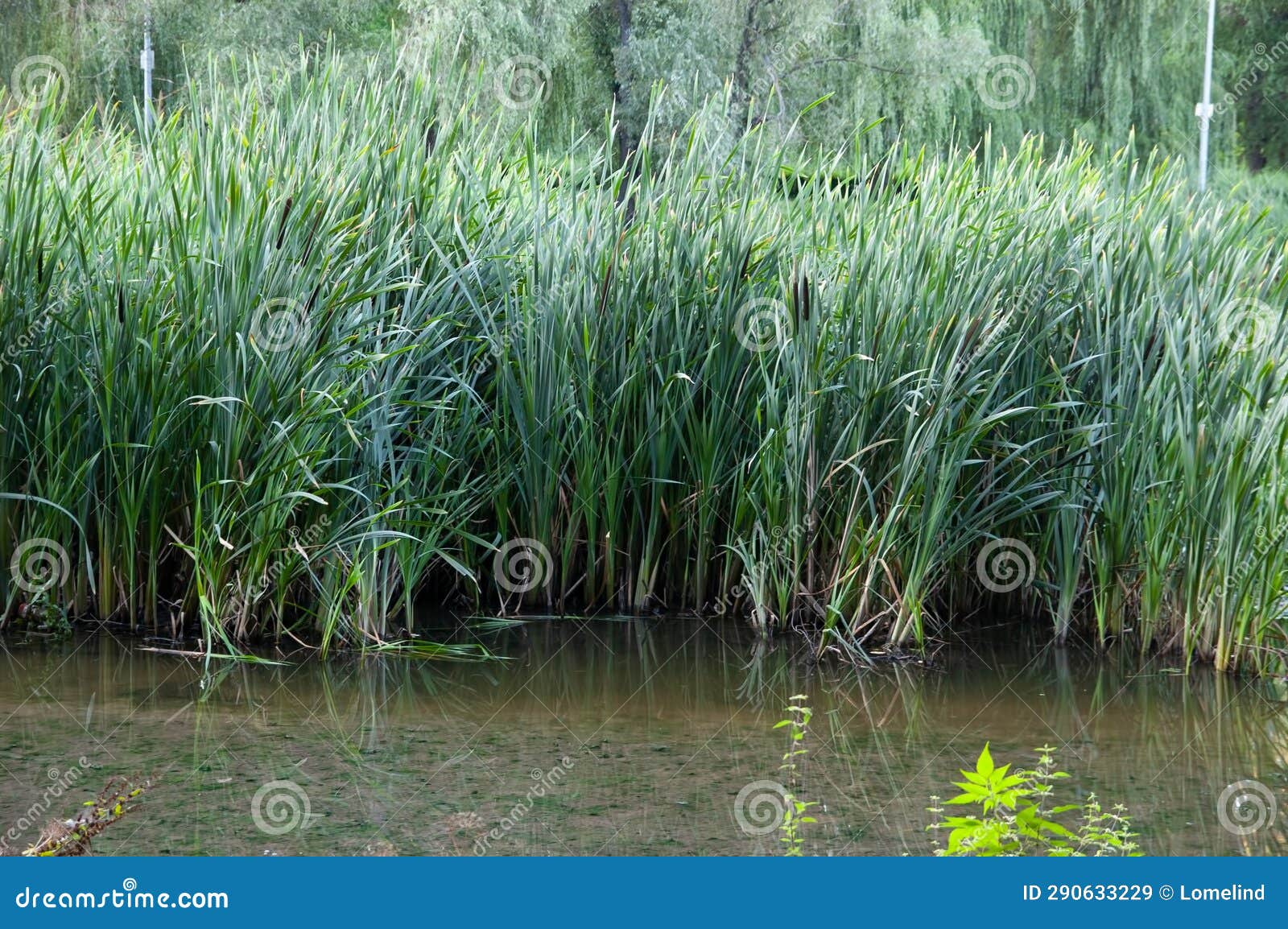Summer Background: Water and Reeds Stock Image - Image of people ...