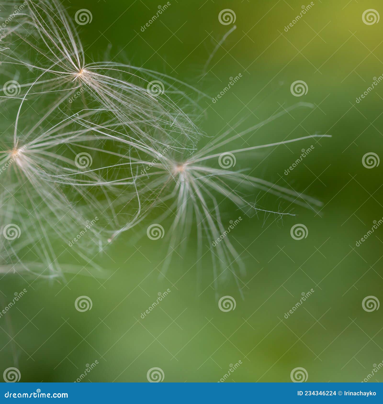 Summer Background - Whitening Fluff from a Plant Stock Photo - Image of ...