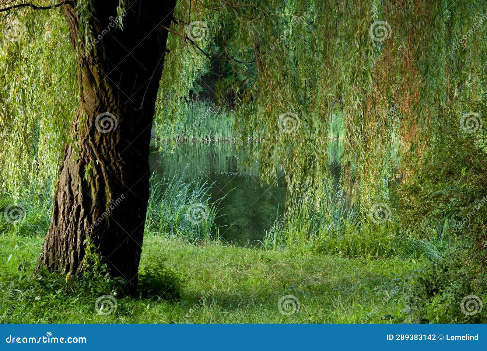 Summer Background: Willow Tree on the Shore of a Forest Lake Surrounded ...