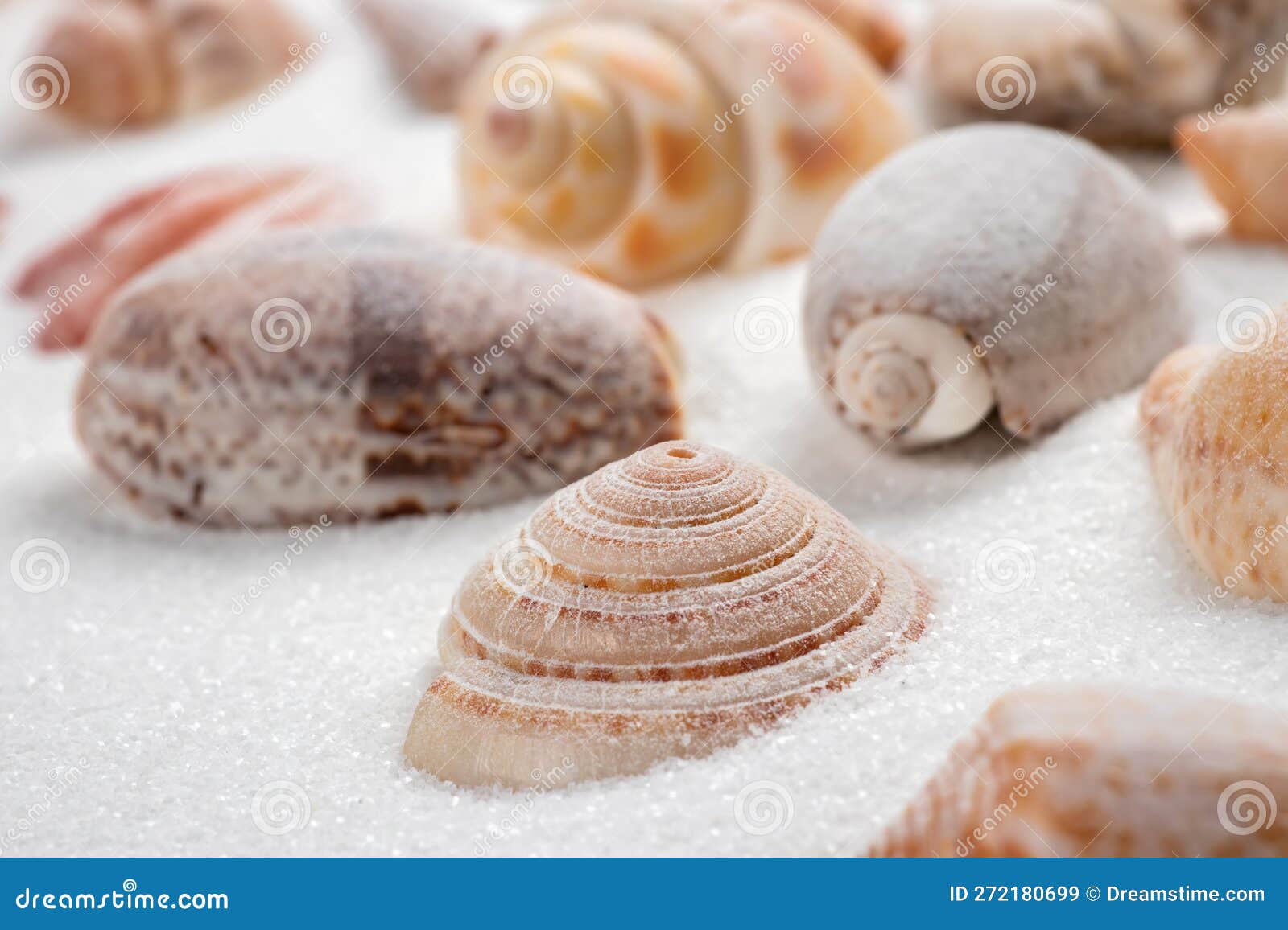 Summer Beach. Seashell on the Sand Stock Image - Image of seashore ...